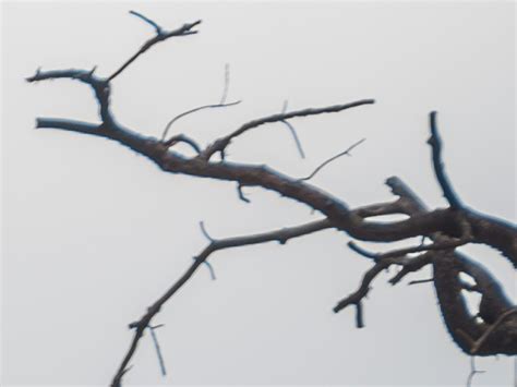 What Is Purple Fringing In Photography