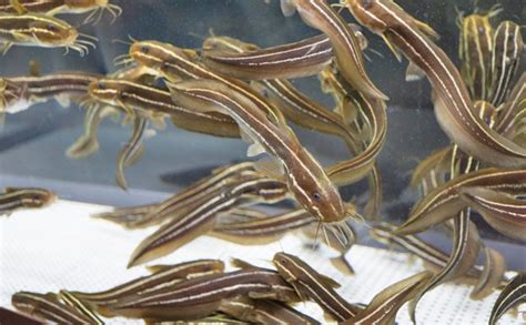 毒があるけど実は美味しいサカナ3選 取扱いと美味しい食べ方を紹介 Tsurinews