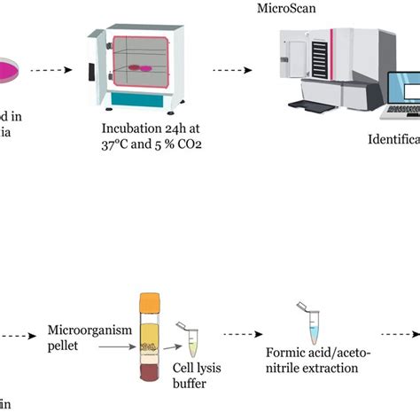 Maldi Tof Ms S Operating Principle And The Sample Preparation Step For