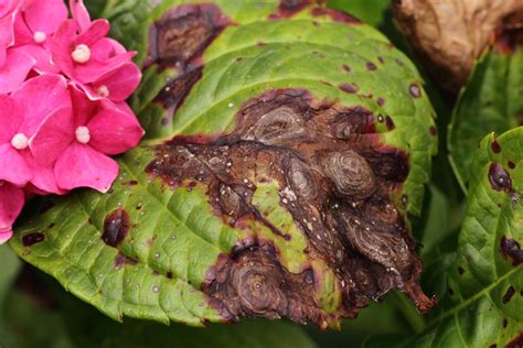 Hydrangea Growing Guides Tips And Information Gardeners Path