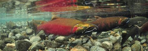 Salmon Safe Puget Sound Stewardship Partners