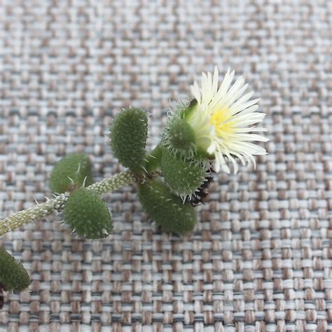 Делосперма эхинатум