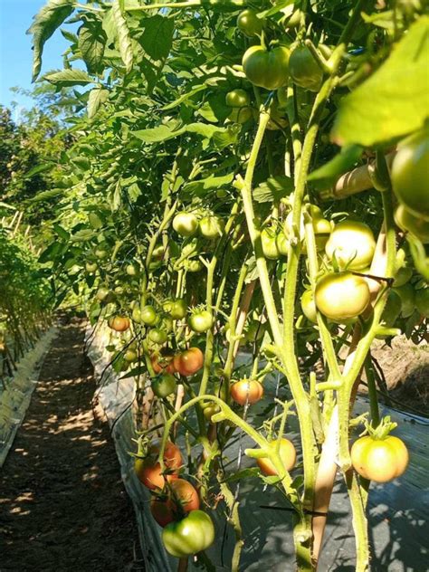 Mmsu Pushing Off Season Tomato Variety