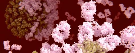 The Balance Of Affinity And Specificity In Antibodies Proteogenix