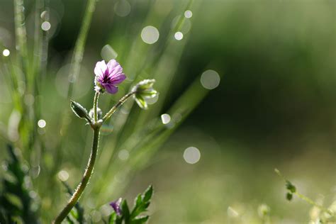1023900 Sunlight Leaves Nature Grass Plants Photography Macro