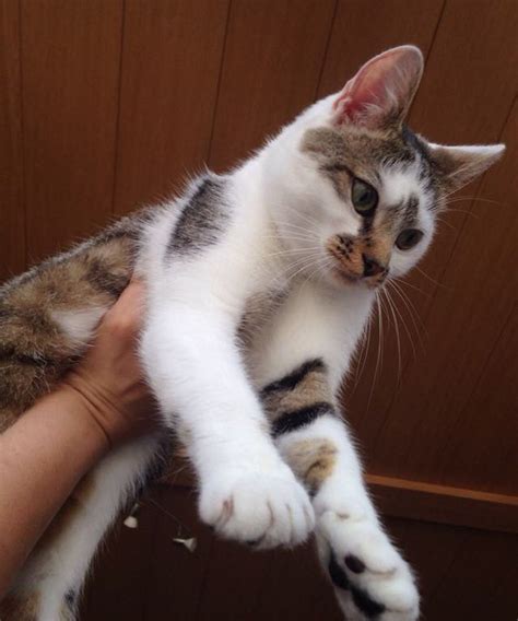 Kitten Found Alone In The Grass Meowing For Help Now A Year Later