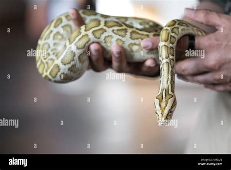 Close Up Portrait Of A Young Yellow Pattern Burmese Python Python