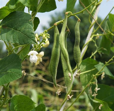 White Lady Runner Bean Seeds