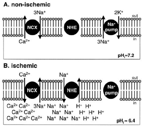 12 A The Cell Under Basal Conditions And B During Ischaemia