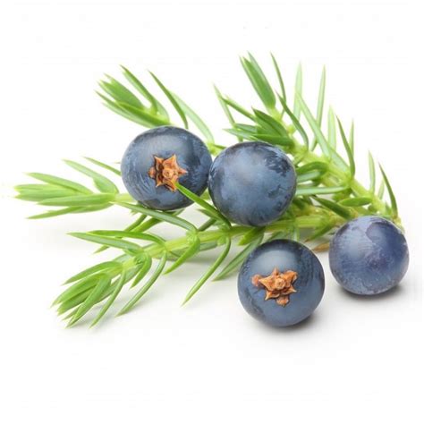 Juniper Berry Essential Oil Organic Juniperus Communis