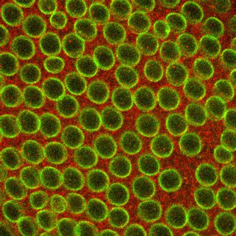 What Babes Want To Know About Cells Live Science