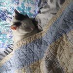 Sleepy Cat Meme Generator Imgflip