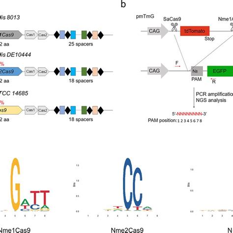 Pam Identification By Pam Dose A Schematic Showing The Crispr Cas Loci
