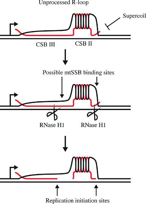 A Simplified Model For Replication Primer Formation And Replication