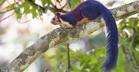 ციყვი ტაბულა