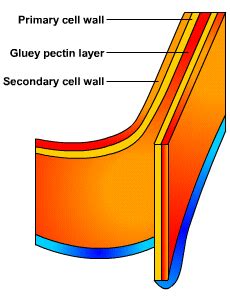 Cell Membrane Wall Eukayotic Cell Organelles