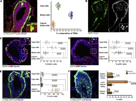 Wnt Mediated Regulation Of Foxo1 Constitutes A Critical Axis Maintaining Pubertal Mammary Stem