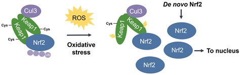 Antioxidants Free Full Text Nrf2 And Oxidative Stress A General