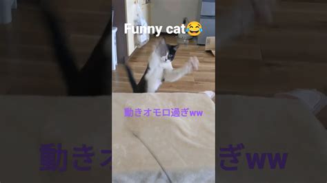 動きが面白すぎる猫shorts Cat 猫動画 猫 おもしろ動画 動物（犬・猫 他色々）【まとめ動画】