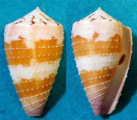 Conus Circumactus 3547349