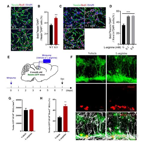 Embo J｜郭伟翔课题组揭示l 精氨酸稳态调控成体神经干细胞活化的分子机制 知乎