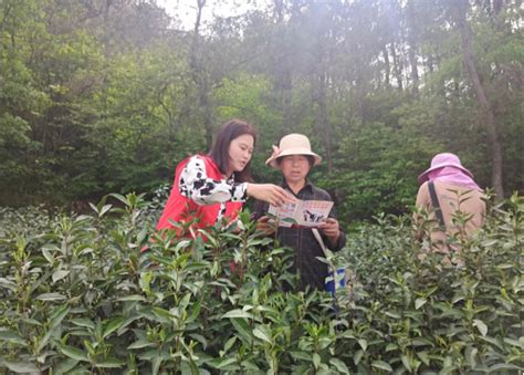 信阳市商城县春茶采摘季 普法正当时 中国网