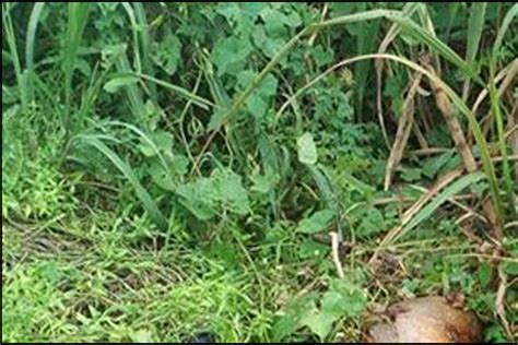 Manila Ready Na Magtapon Ng Basura Sa San Mateo Journal News Online