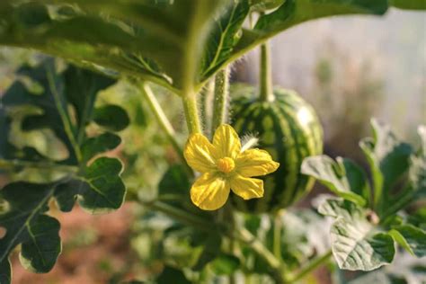 All About The Mini Piccolo Watermelon Minneopa Orchards
