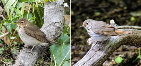 Bird Sightings Thrushes And Thrashers Front Porch