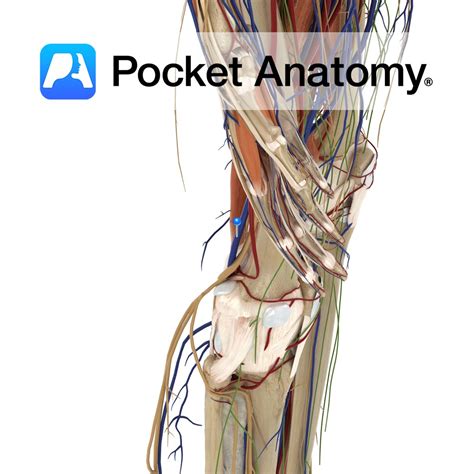 Tmt Joint Anatomy