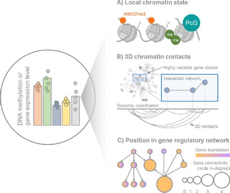 Chromatin Structure And Gene Expression