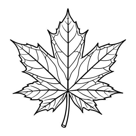 캐나다 단풍잎 Png 일러스트 Psd 및 클립 아트에 대한 무료 다운로드 Pngtree