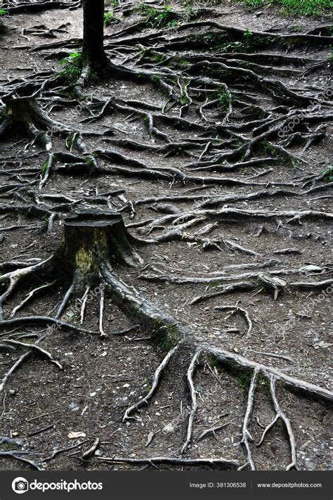 Vertical Shot Impressive Surface Tree Roots Stock Photo By Wirestock 381306538