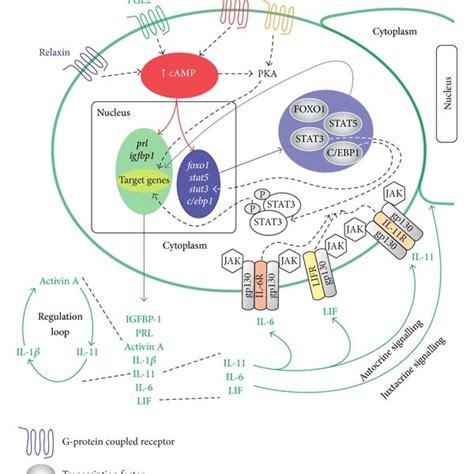 Temporal Representation Of The Decidualization Process Starting After