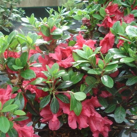 Azalée Du Japon Johanna Rhododendron Kaempferi à Fleurs Rouge Carmin