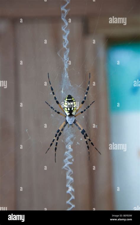 Argiope Spider Female Corn Spider Writing Spider Black And Yellow