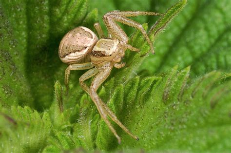 Common Crab Spider Photograph By Nigel Downer Fine Art America
