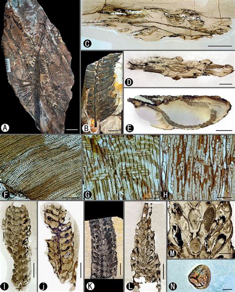 Permian Tree Fossil Sheds Light On Ancient Evolutionary Race