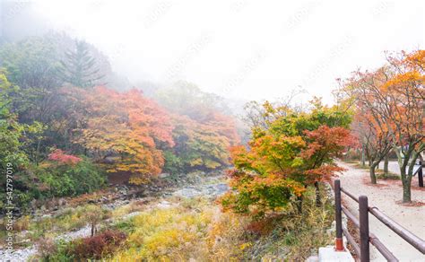정읍 내장산 국립공원 개울가의 가을 단풍 Stock Foto Adobe Stock