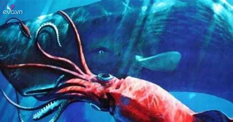 Cá nhà táng săn mực khổng lồ như thế nào