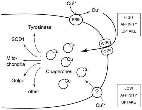 At Cellular Copper Levels Copper Uptake Is Known From S Cerevisiae