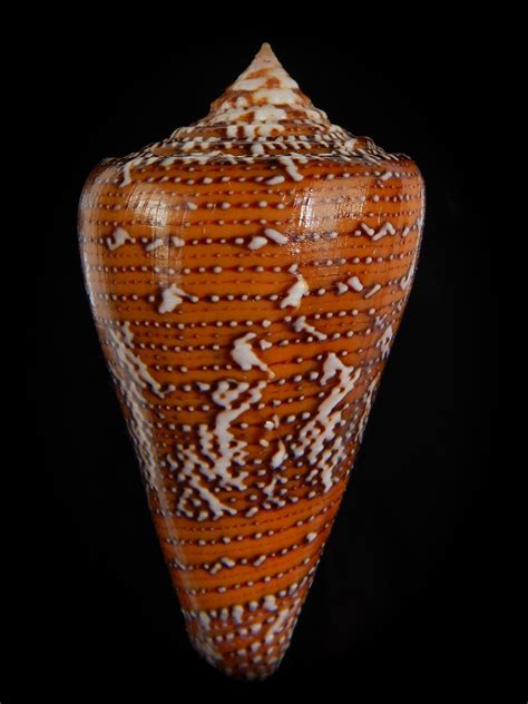 Tenorioconus Cedonulli Big 4947 Mm Gem Thelsica