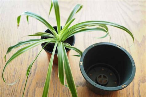 How To Repot Spider Plants In 5 Easy Steps Gardeners Path
