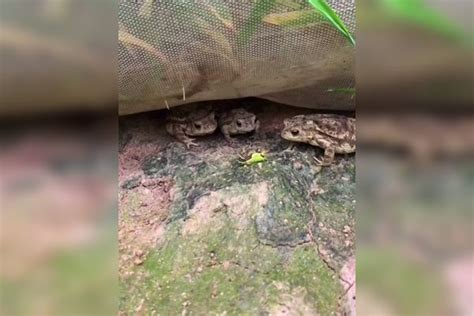 这是什么虫子青蛙不敢吃 配音模仿 搞笑配音