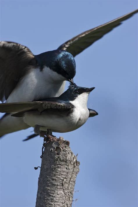 Tree Swallowiridoprone Bicolor Stock Image Image Of Ritual Clawstree 8734609 Tree Swallowiridoprone Bicolor Stock Image Image Of Ritual Clawstree 8734609