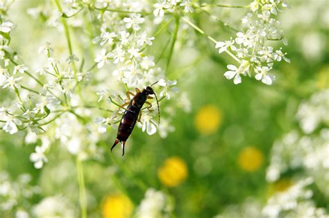 How To Get Rid Of Bugs In Flower Garden Garden Likes