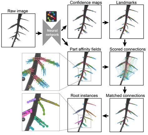 Spls Seminar Automated Root System Phenotyping Using Deep Learning Plant Sciences