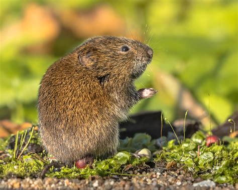 How To Get Rid Of Voles With 8 Natural Solutions