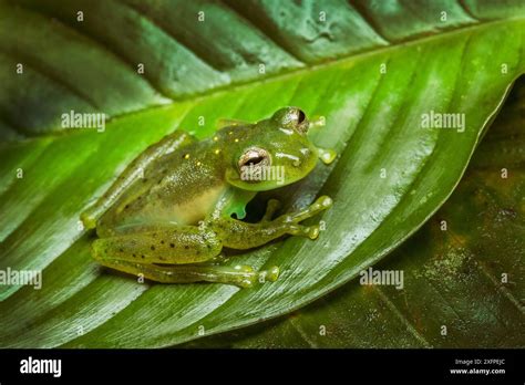 Emerald Glass Frog Espadarana Prosoblepon Adult Male Showing The