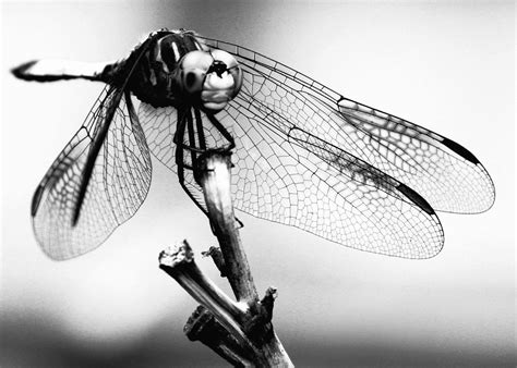 Biology The Dragonfly In Japanese Culture